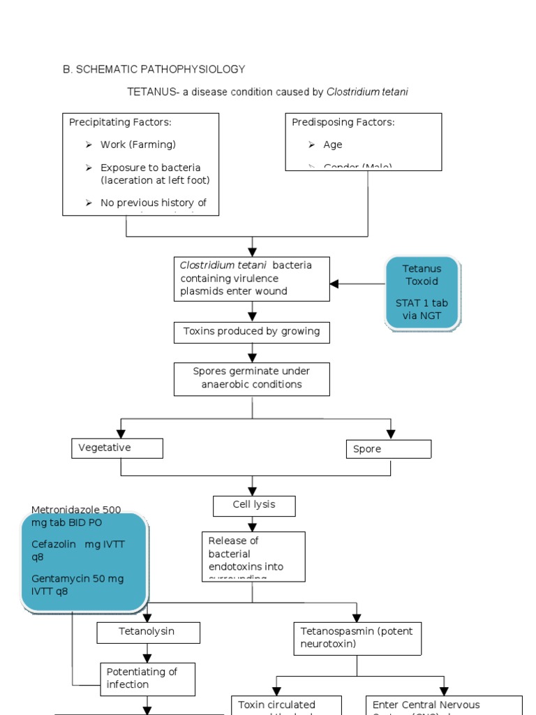 B. Schematic Pathophysiology TETANUS-a Disease Condition Caused by ...