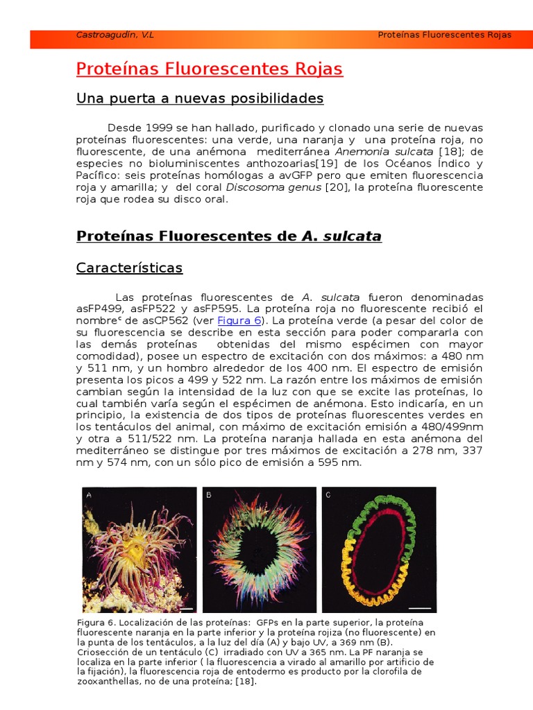 4proteinas Flouresentes Con Las Que Le Inyectaron Al Raton y de Noche ...