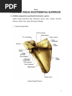 Origo dan Insersio Otot Manusia | PDF