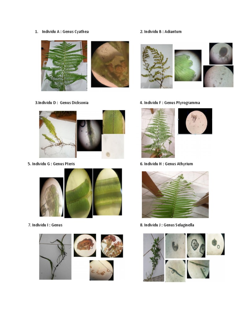 Individu A: Genus Cyathea 2. Individu B: Adiantum | PDF | Home & Garden ...