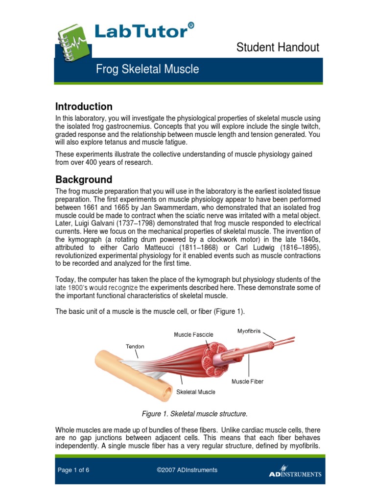 Frog Skeletal Muscle Student Handout | PDF | Muscle Contraction | Myocyte