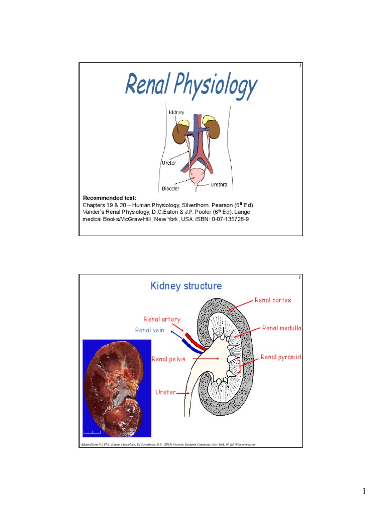 Renal Physiology Handout 2 Slides Per Page PDF | PDF | Renal Function ...