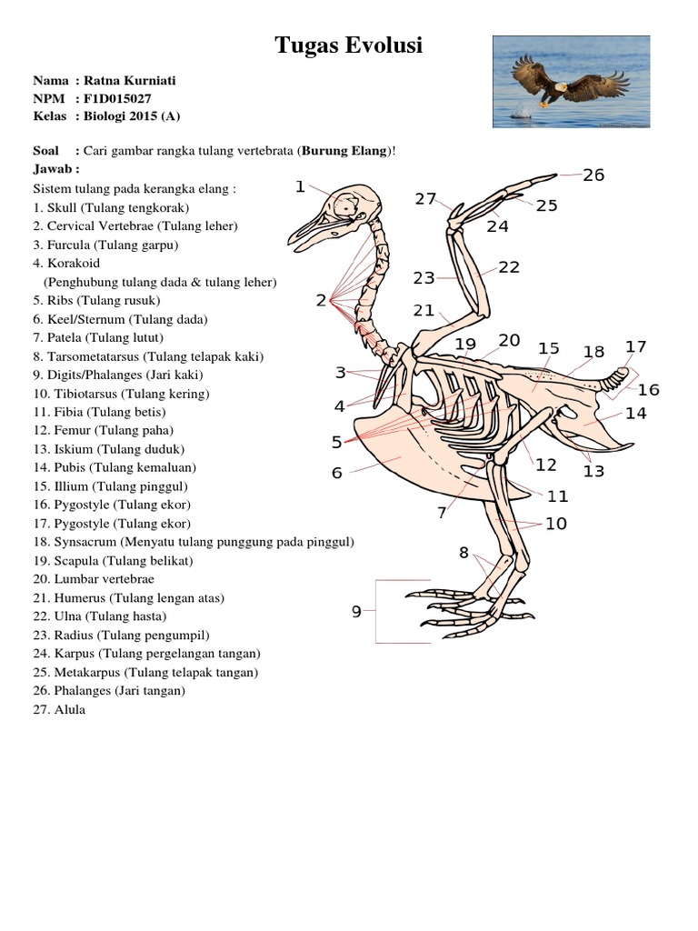 Anatomi Kerangka Burung Elang | PDF | Sains & Matematika