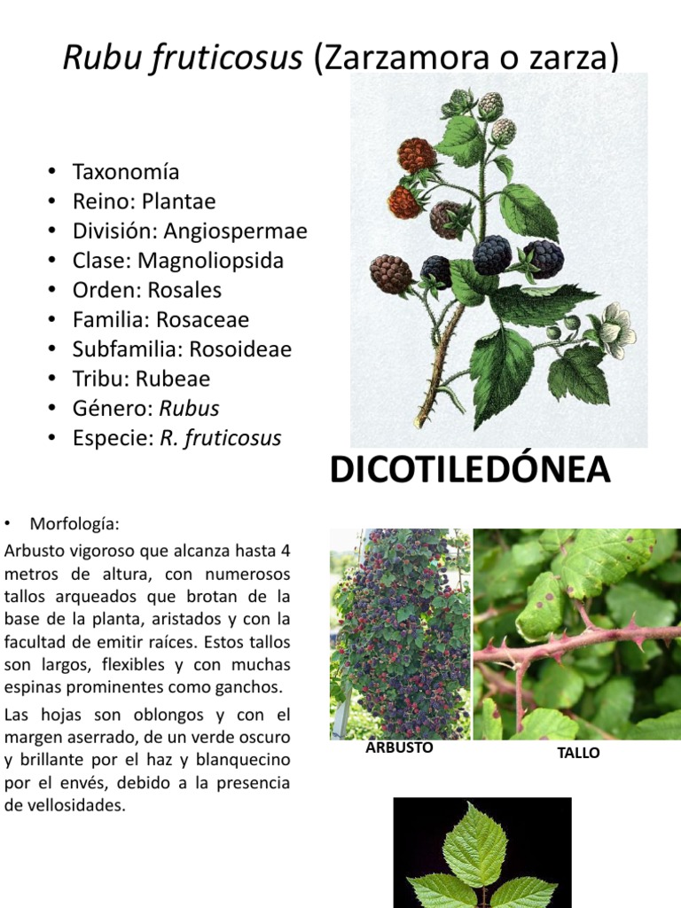 Rubus Fruticosus | PDF