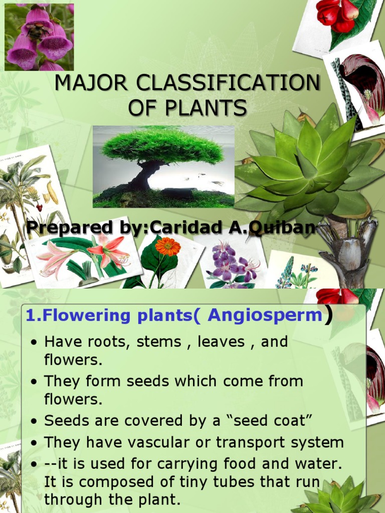 Major Classification of Plants | PDF | Plant Stem | Plants