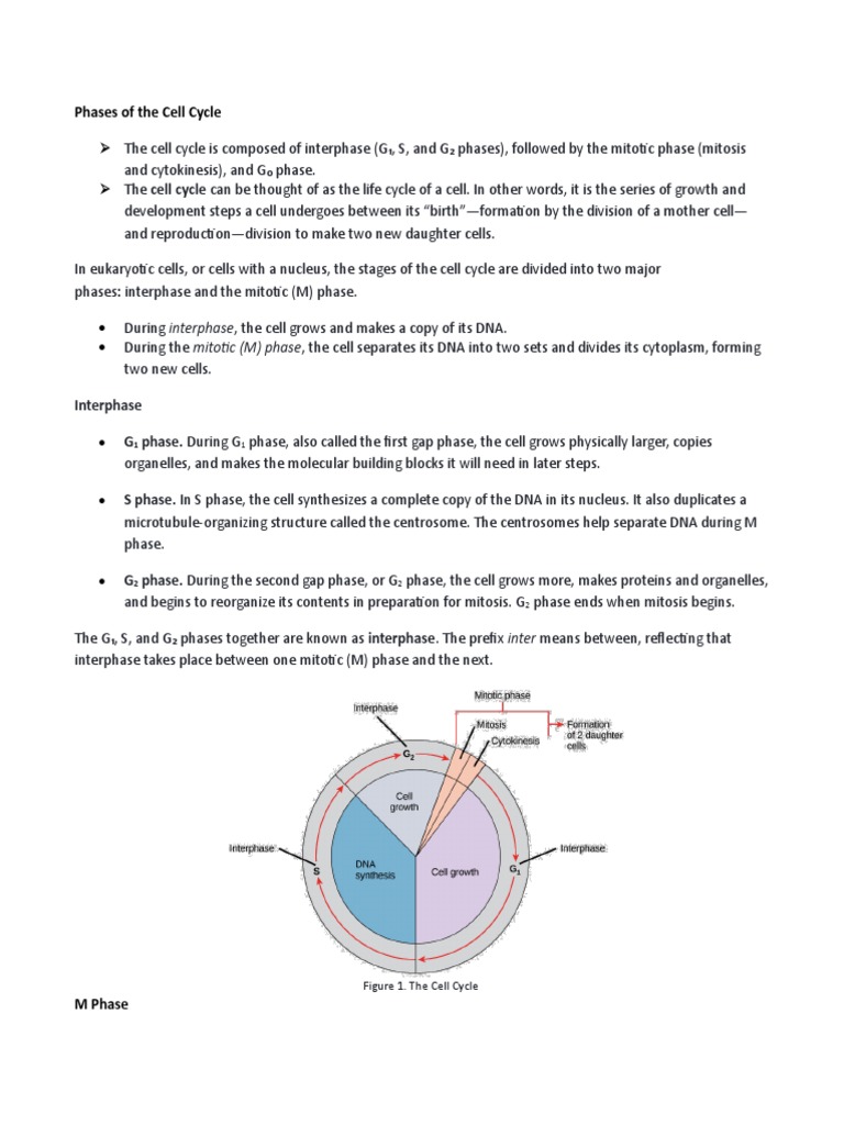 The Stages of the Cell Cycle: Interphase, Mitotic Phase, and ...