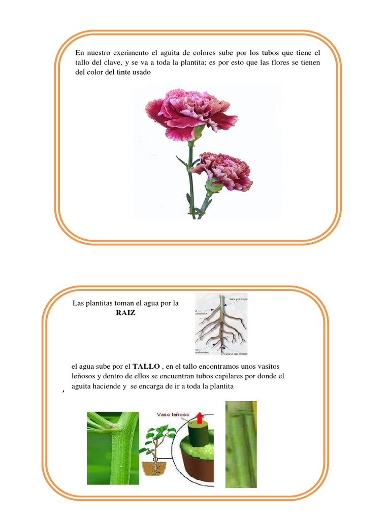 Capilaridad en Plantas: Experimento Visual | PDF | Hogar, jardinería y ...