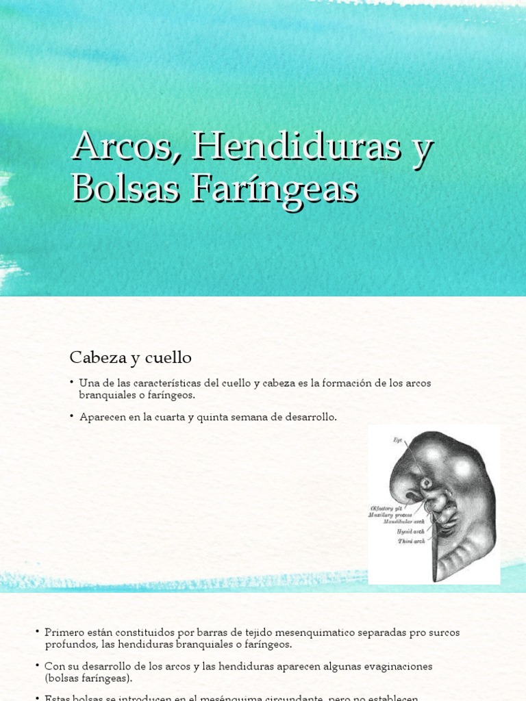 Arcos y Bolsas Faríngeas en Embriología | PDF | Laringe | Pecho