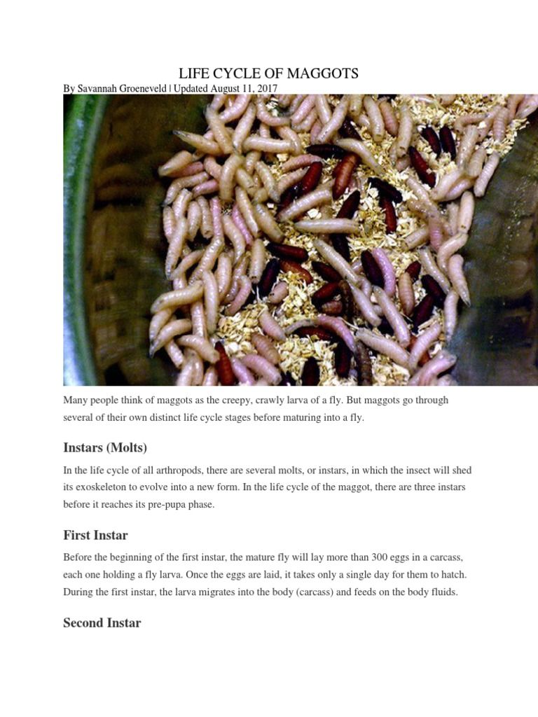 Life Cycle of Maggots | PDF