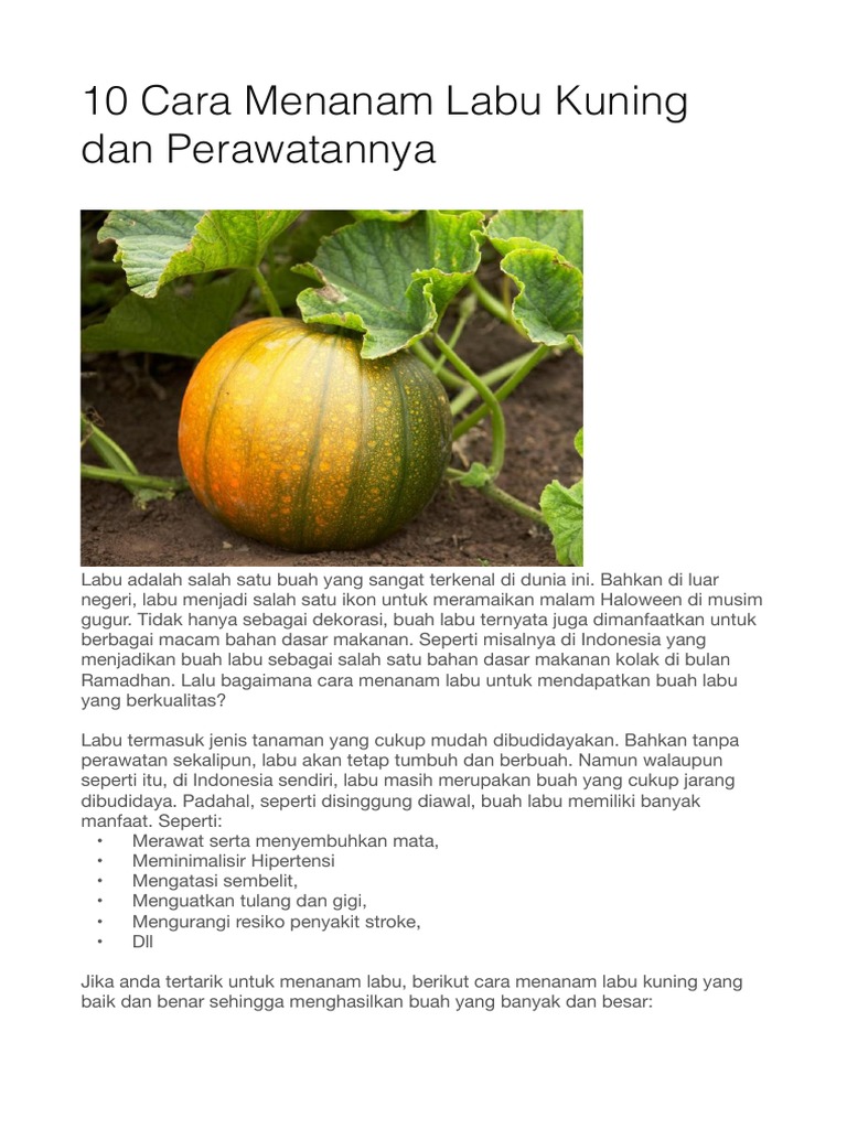 10 Cara Menanam Labu Kuning | PDF