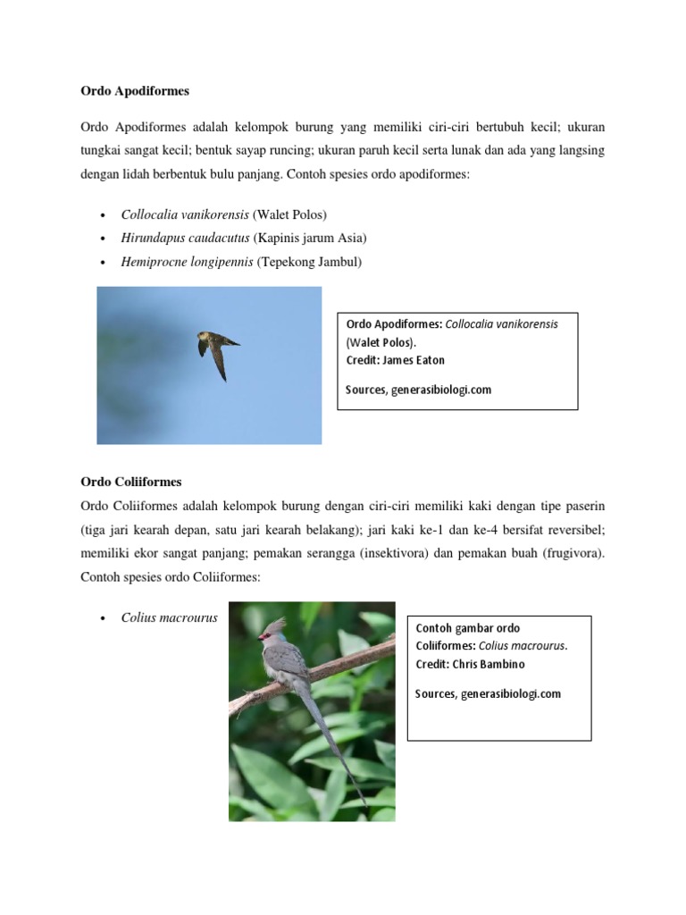Ordo Apodiformes | PDF