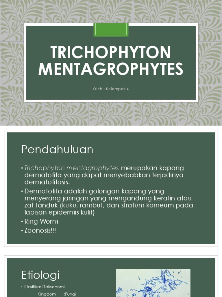 Trichophyton Mentagrophytes | PDF