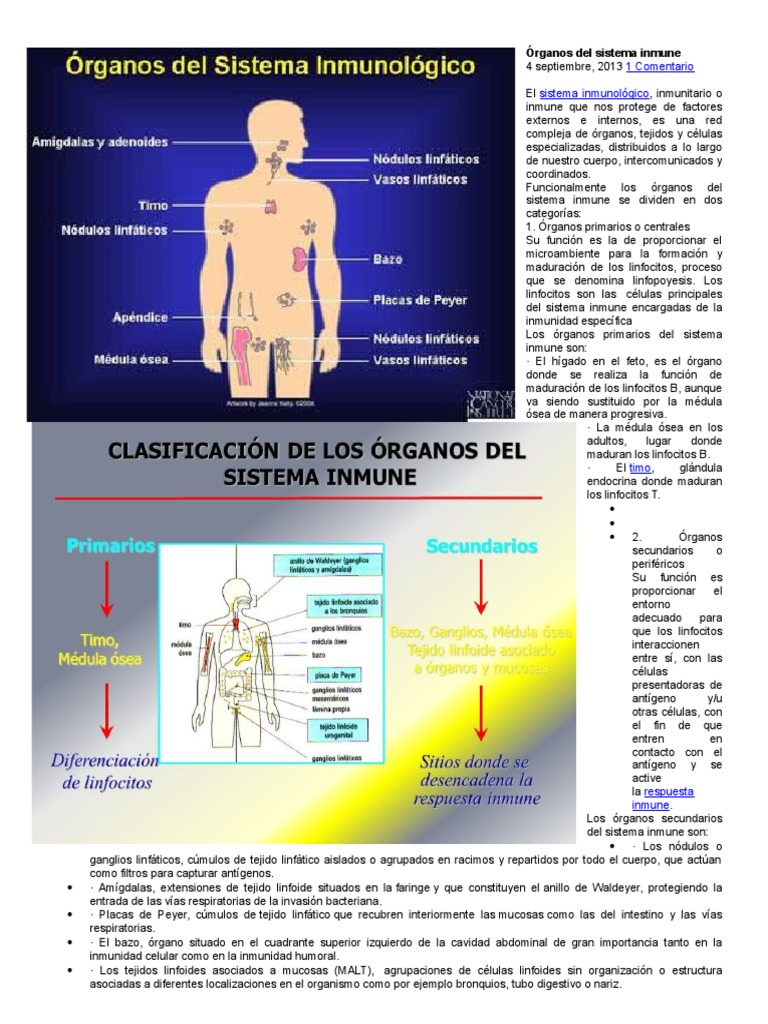 Órganos Del Sistema Inmune | PDF | Sistema inmune | Linfocitos