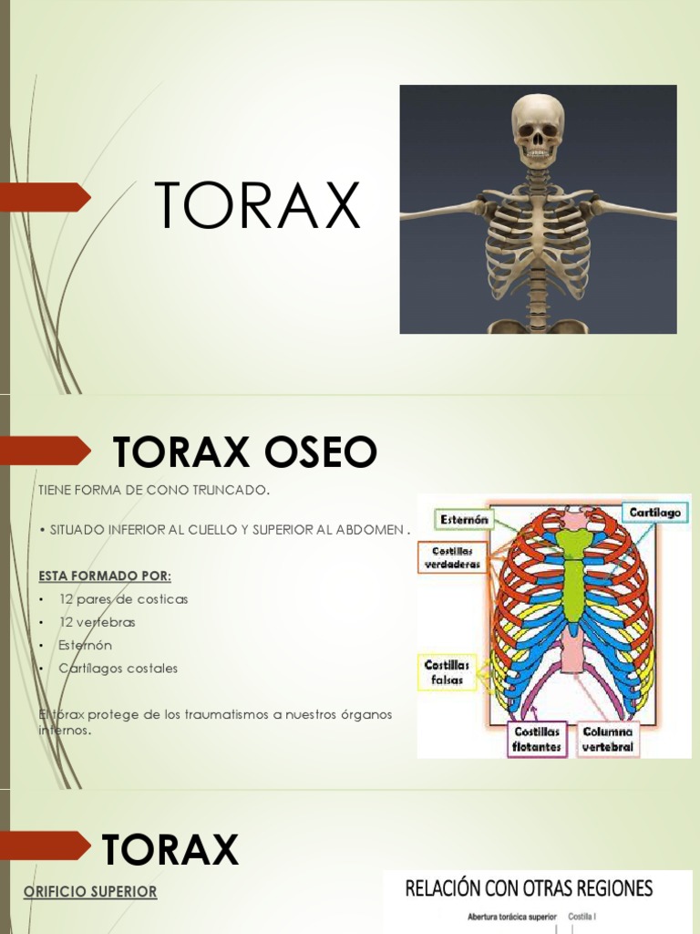 Torax | PDF | Tórax | Anatomia animal