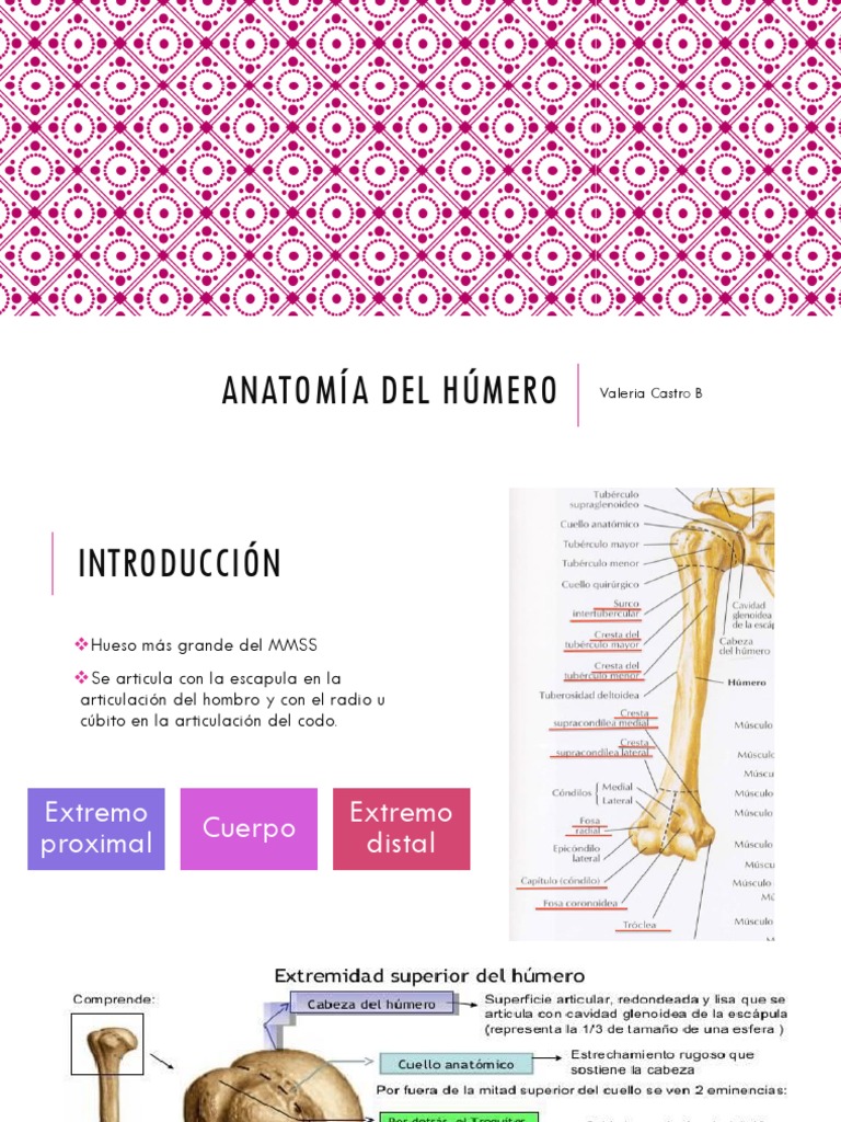 Anatomía Del Húmero | PDF