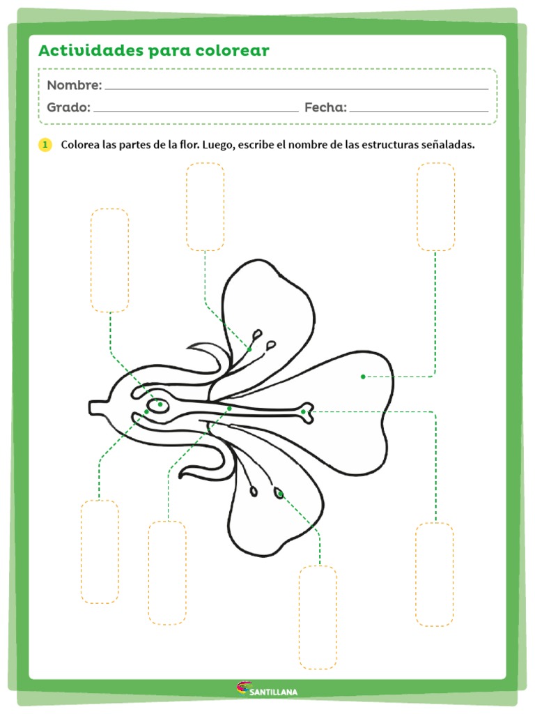 Naturales Partes de La Flor | PDF