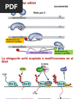 Etapas de Un Proceso PCR | PDF | Reacción en cadena de la polimerasa ...