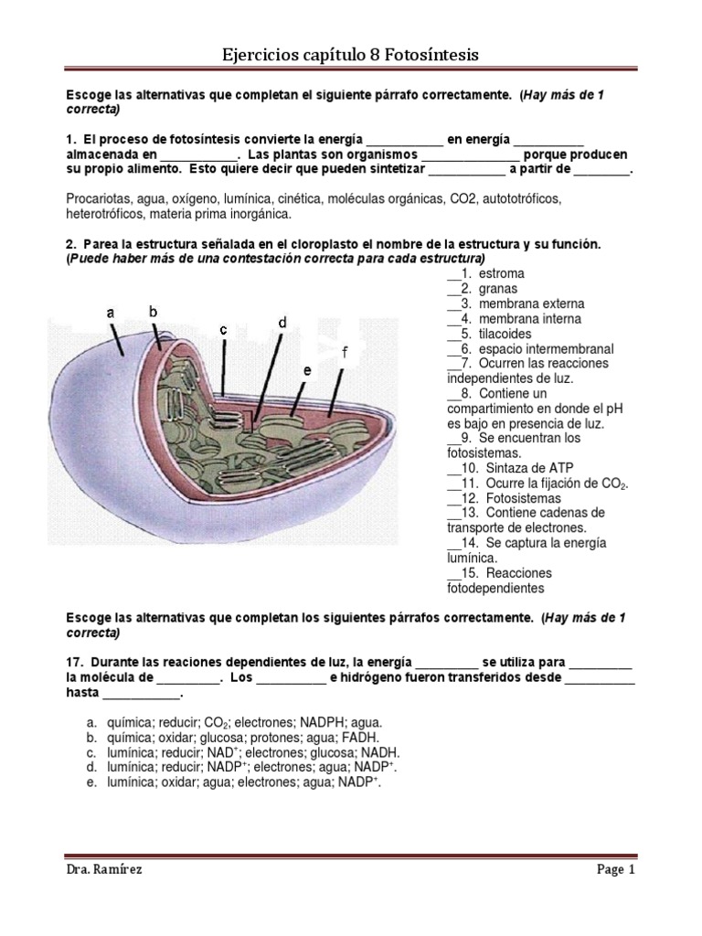 Ejercicios Fotosintesis PDF | PDF | Fotosíntesis | Nicotinamida Adenina ...