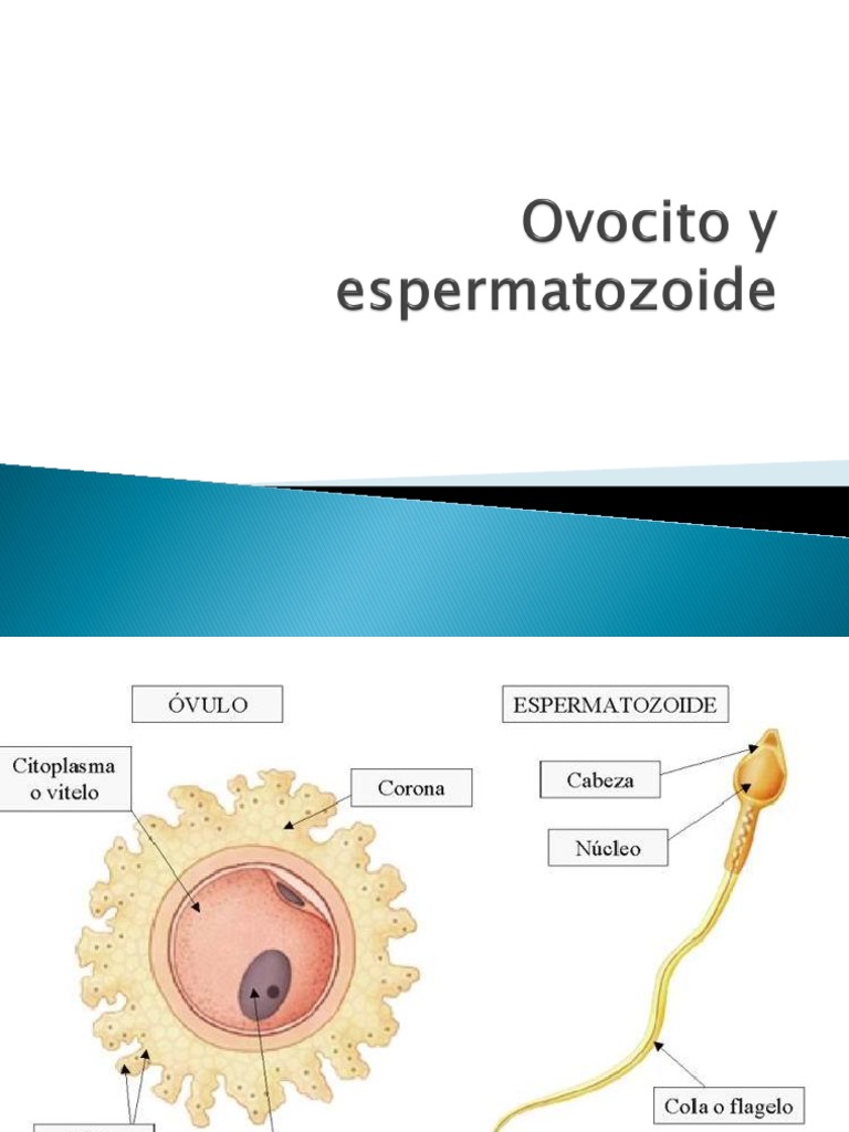 Ovulo y Espermio | PDF | Biología Celular) | Biología Celular