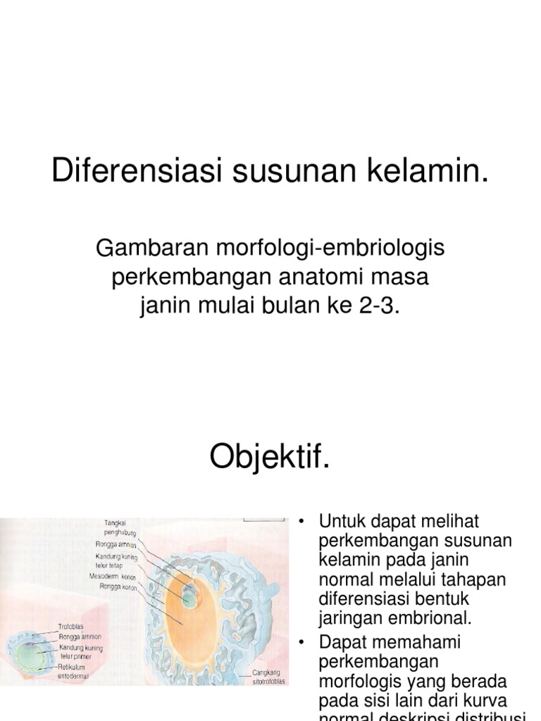 Embrio Pembentukan Kelamin | PDF