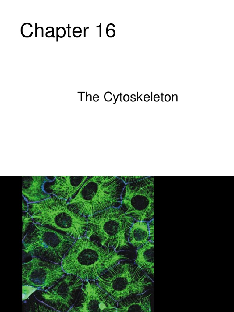 Chapter16 The Cytoskeleton | PDF | Actin | Microtubule
