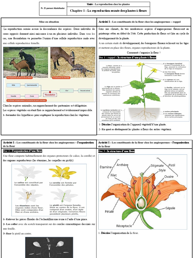 Reproduction sexuée des angiospermes | PDF | Fleurs | Fécondation