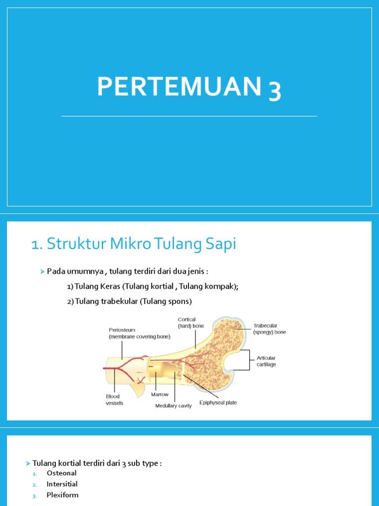 Struktur Tulang Sapi Dan Coolant | PDF