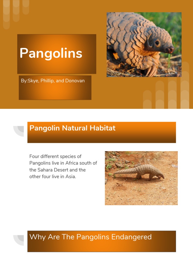 Endangered Animal Project Pangolin | PDF