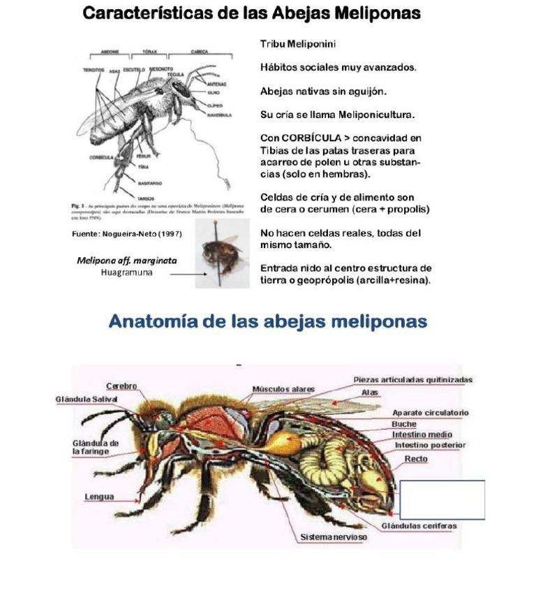 Anatomia de Abejas Meliponas | PDF