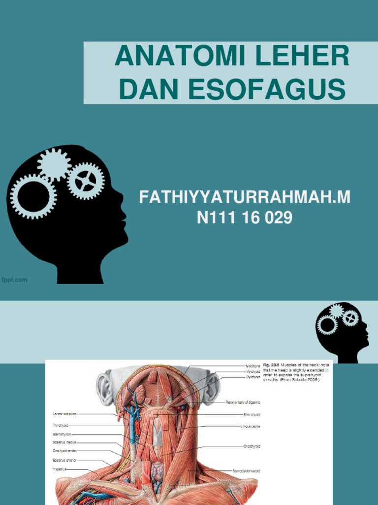 Anatomi Leher | PDF