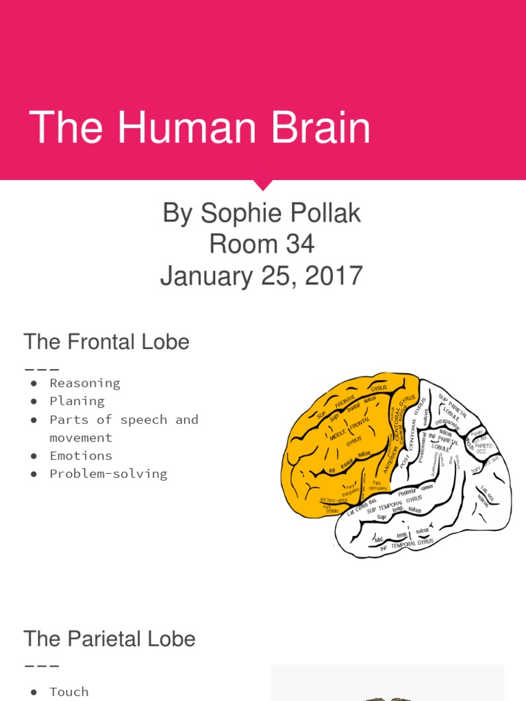 The Human Brain | PDF
