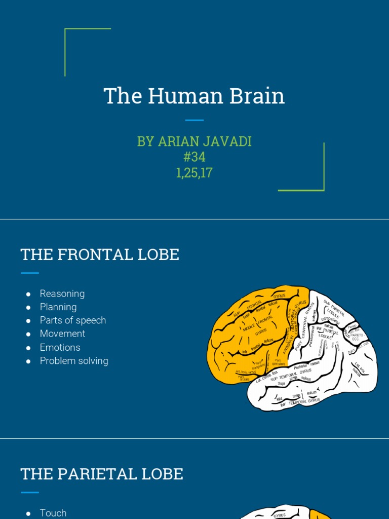 The Human Brain | PDF