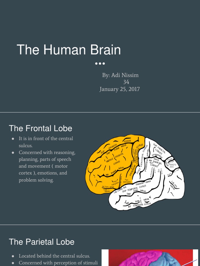 The Human Brain | PDF | Self-Improvement