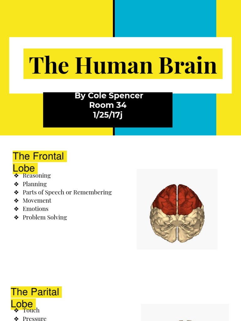 The Human Brain | PDF