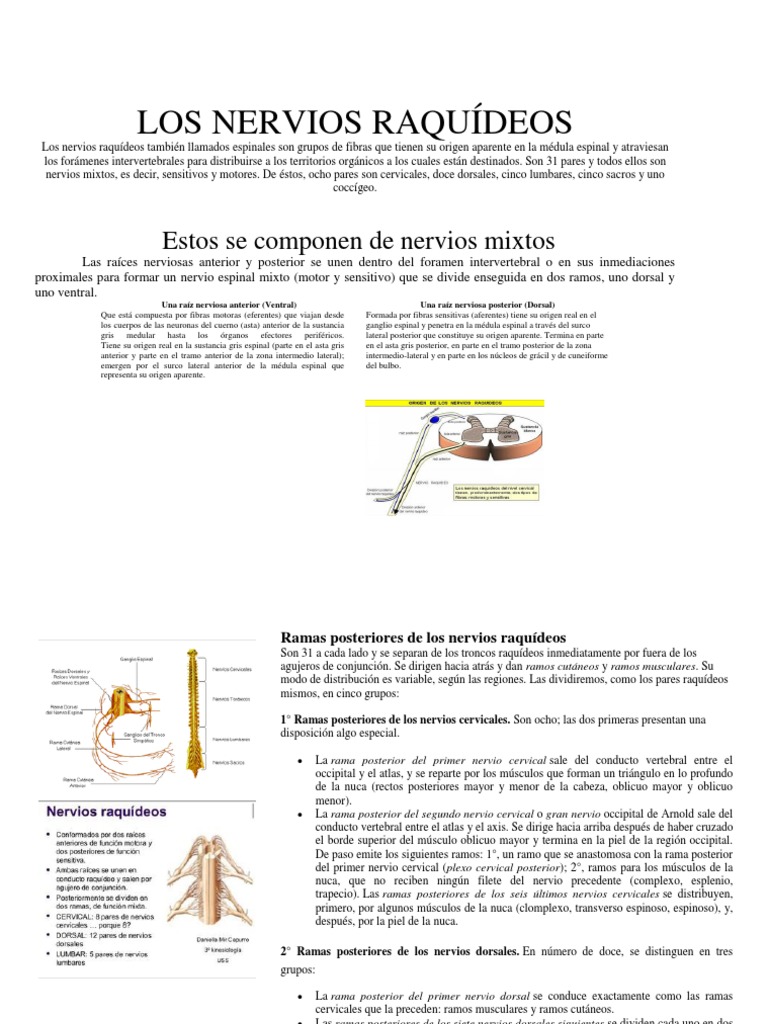 Los Nervios Raquídeos | Descargar gratis PDF | Médula espinal ...