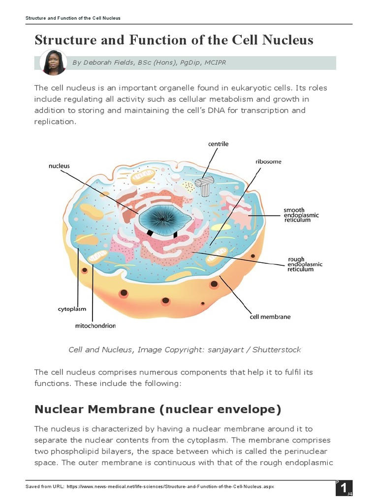 Structure and Function of The Cell Nucleus | PDF | Cell Nucleus | Cell ...