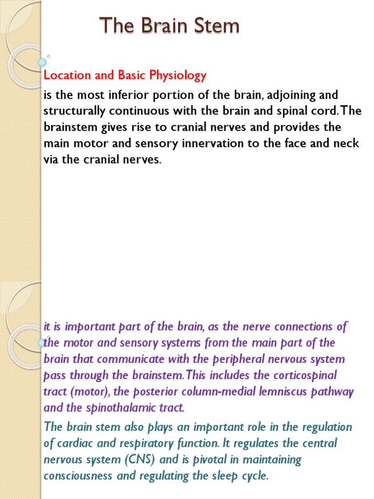 The Brain Stem: Location and Basic Physiology | PDF | Brainstem | Organ ...