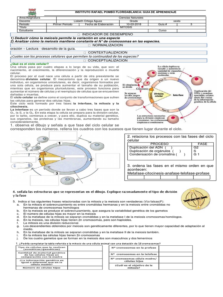 Taller 3 de Mitosis y Meiosis | Mitosis | Mitosis