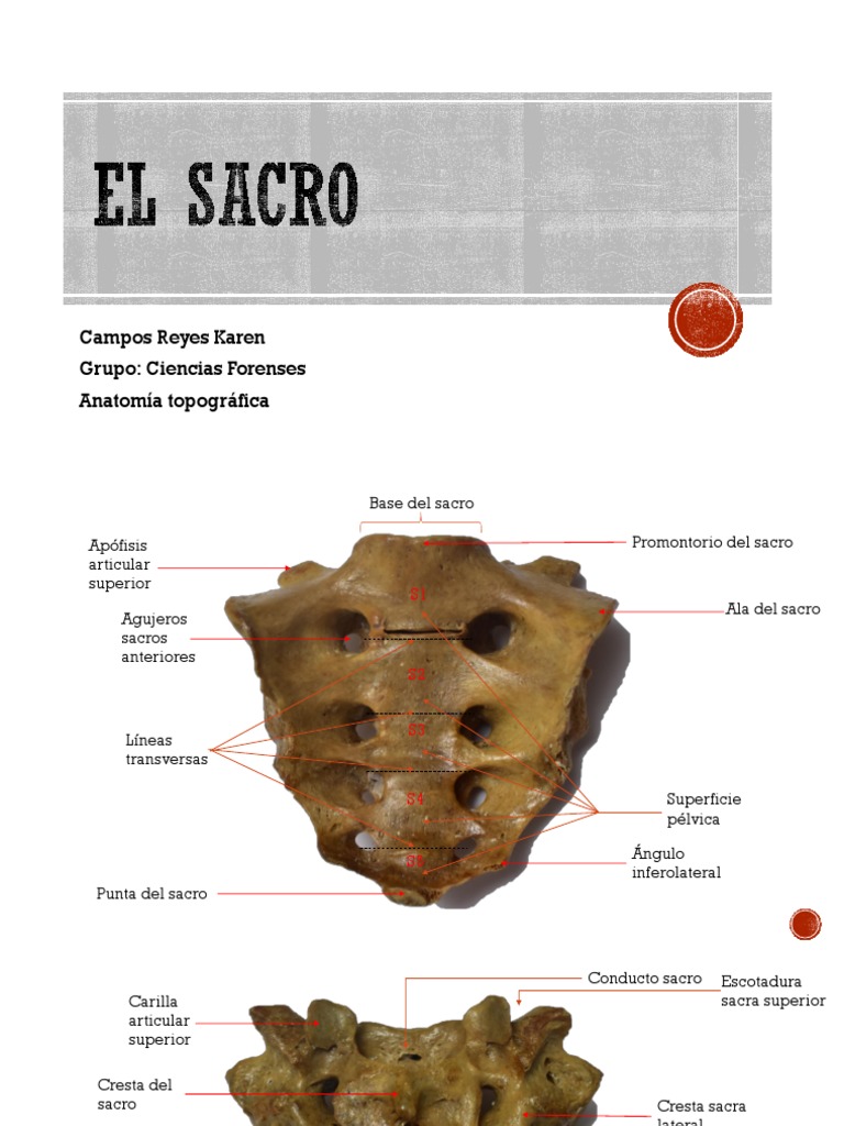 Sacro (Partes)