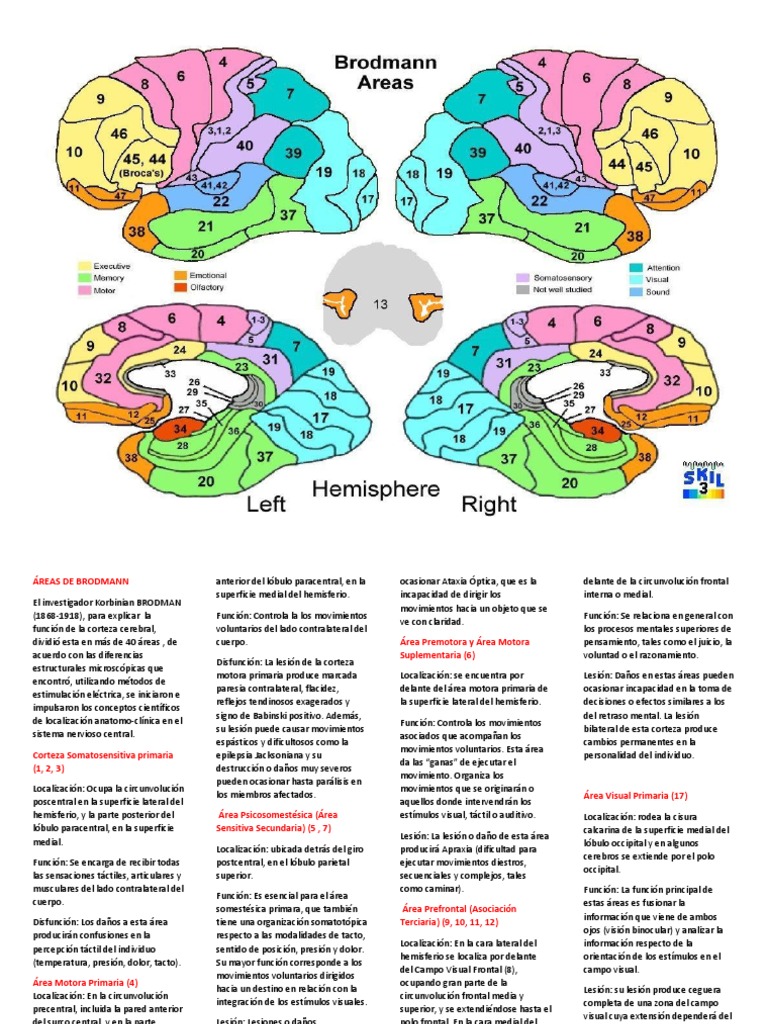 Funciones de las Áreas de Brodmann | PDF | Percepción visual | Tálamo