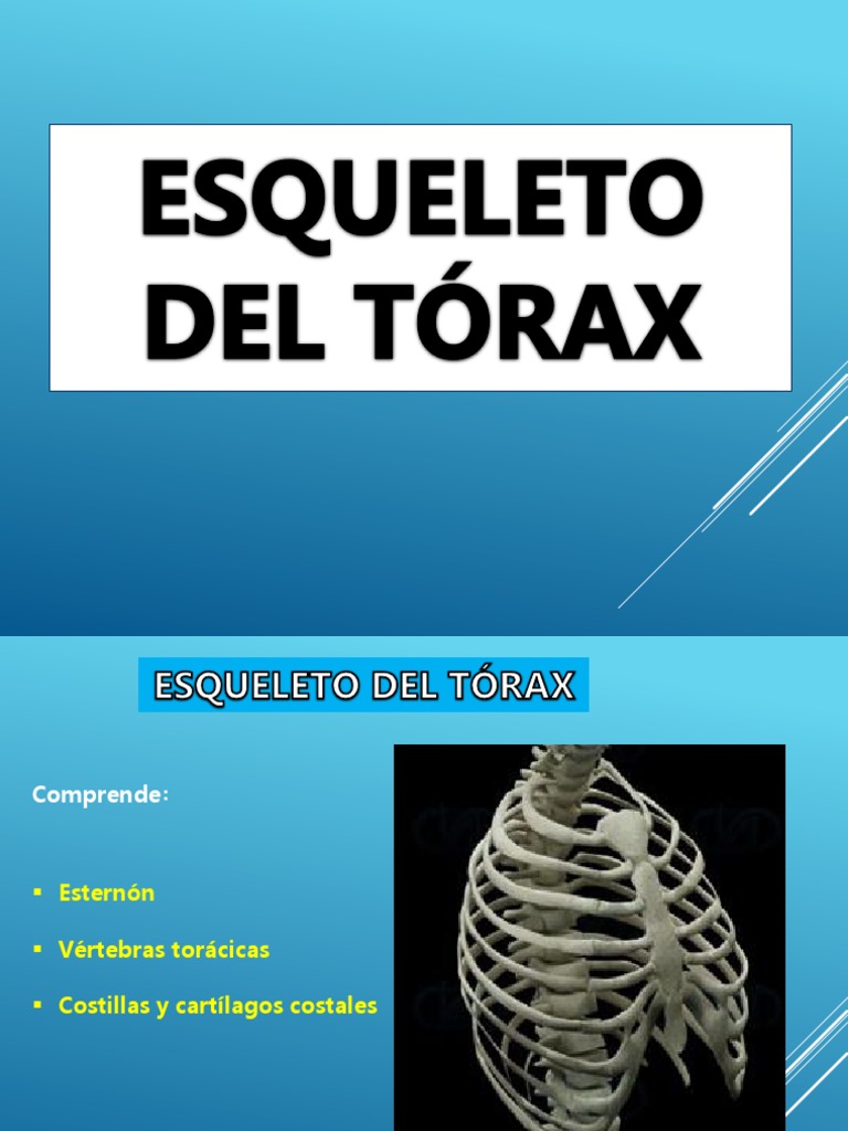 1 Anatomia - Esqueleto Del Tórax | PDF | Tórax | Tórax (anatomía humana)