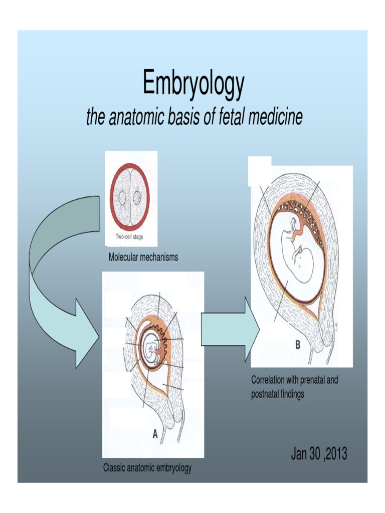 Embryology: The Anatomic Basis of Fetal Medicine | PDF | Lung | Anatomy