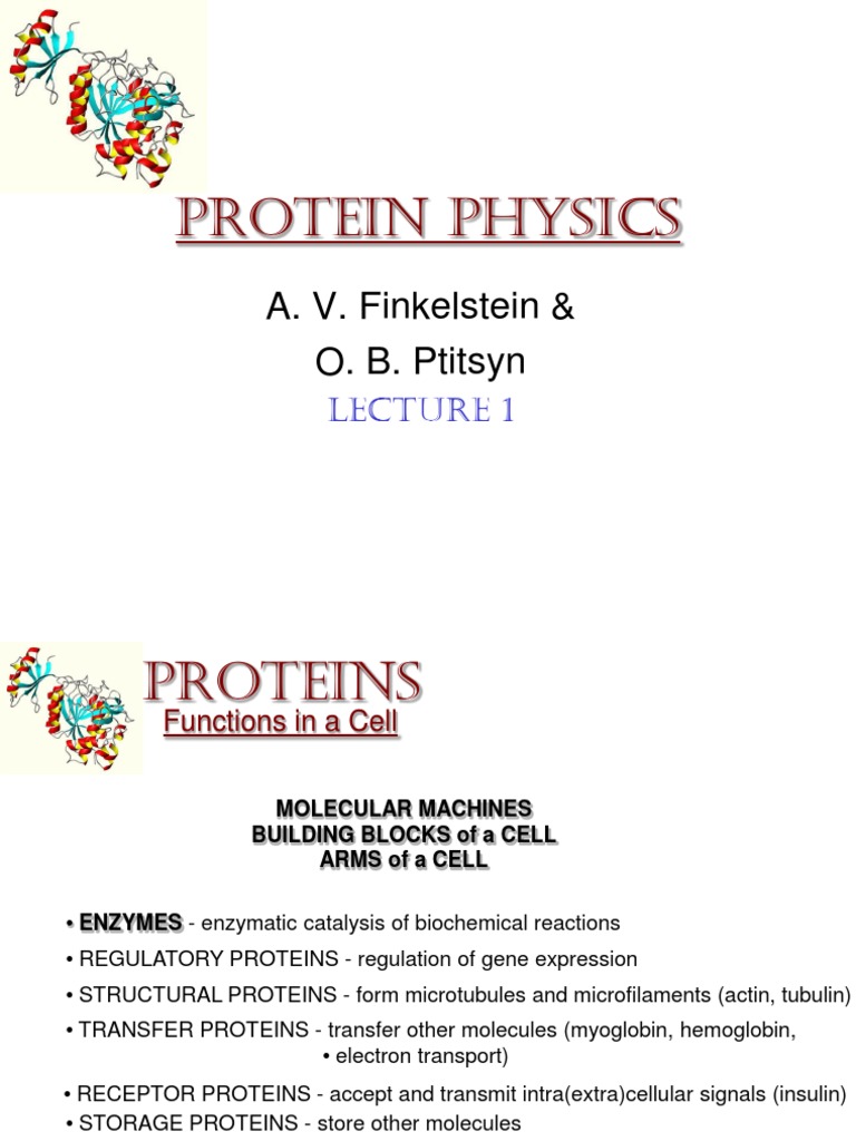 Protein Physics | PDF | Alpha Helix | Proteins