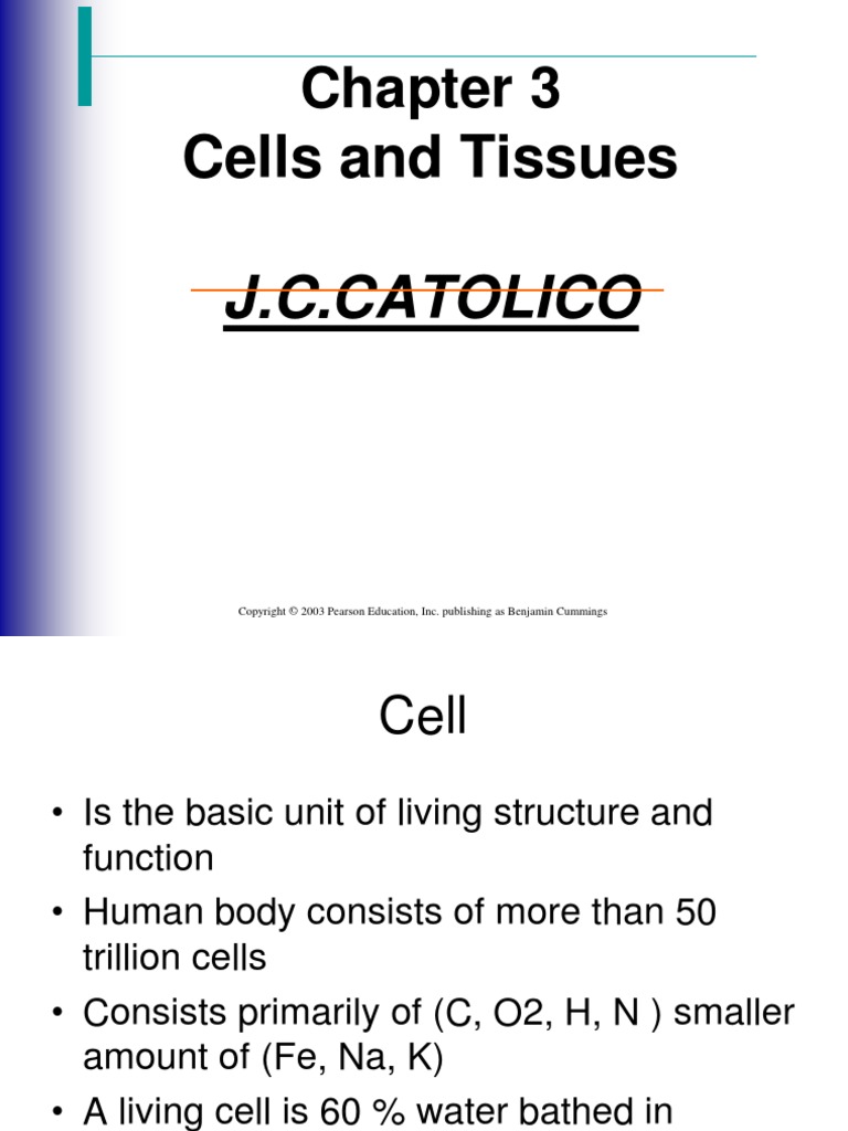 Cells and Tissues: J.C.Catolico | PDF | Epithelium | Endoplasmic Reticulum