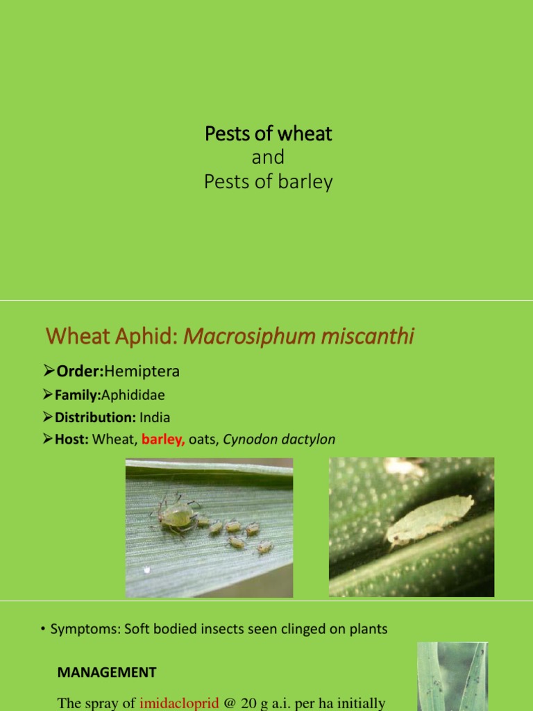 2 Pests of Wheat N Barley | PDF | Pupa | Lepidoptera