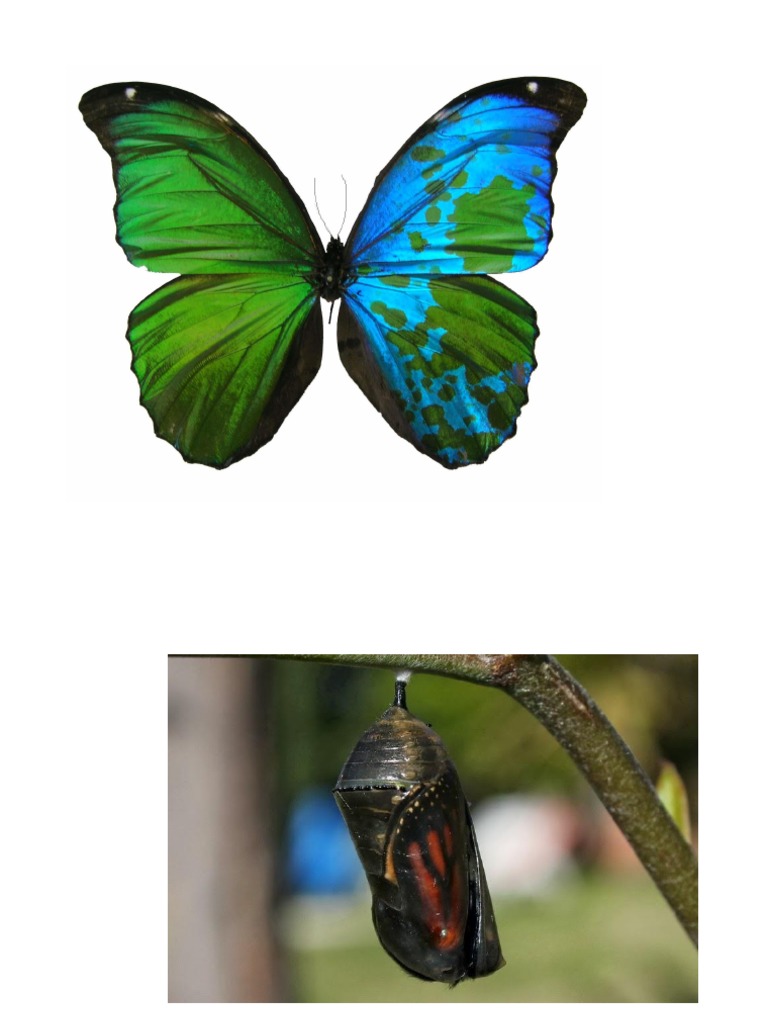 Kitaran Hidup Rama-Rama | PDF