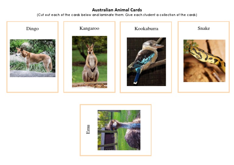 Australian Animal Cards | PDF