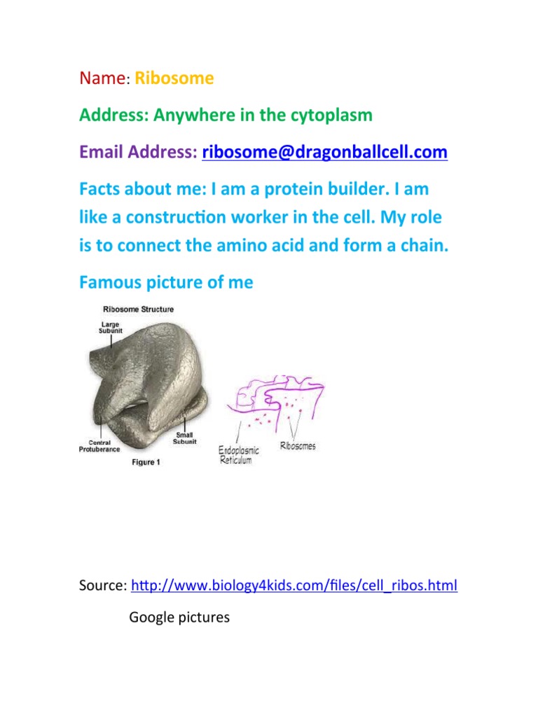 Ribosome Project | PDF