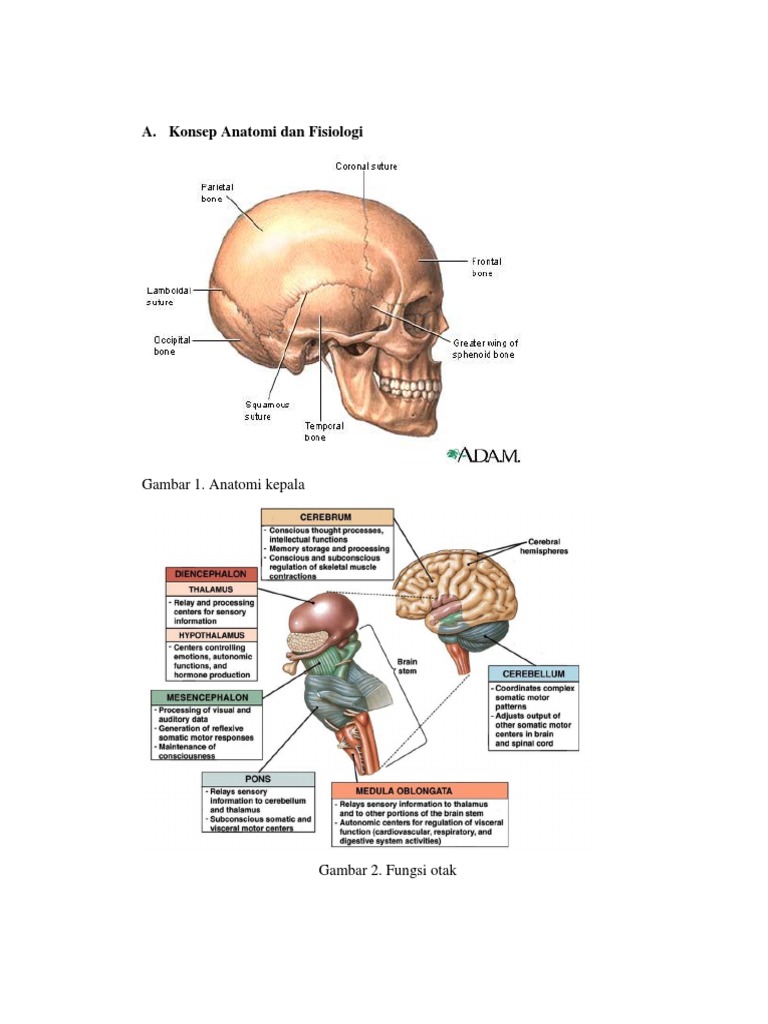 LP Skull Defect | PDF | Sains & Matematika
