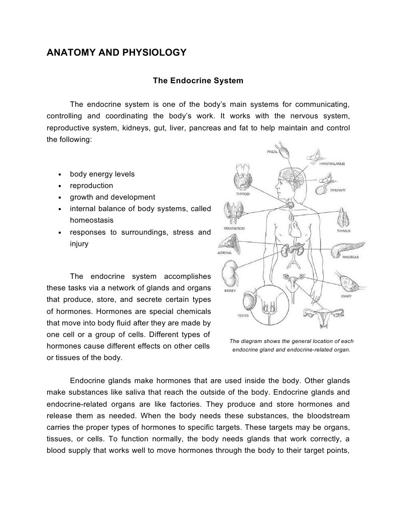 Understanding the Endocrine System | PDF